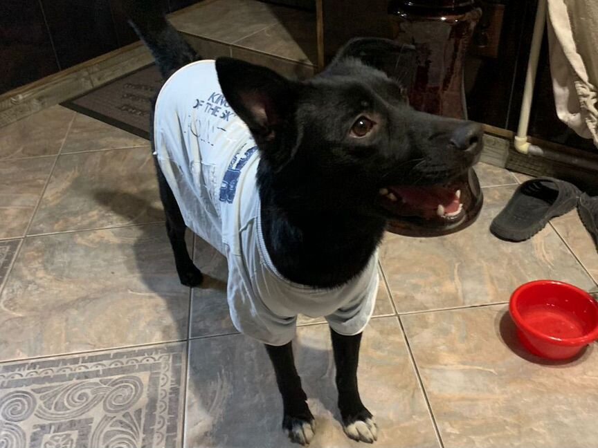 Собака в добрые руки отдам бесплатно