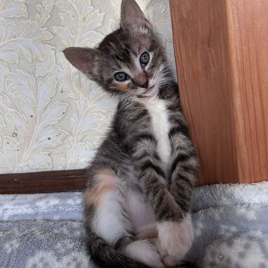 Котёнок в заботливые ручки