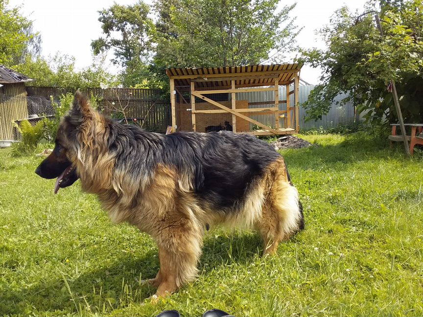 Немецкая овчарка девочка