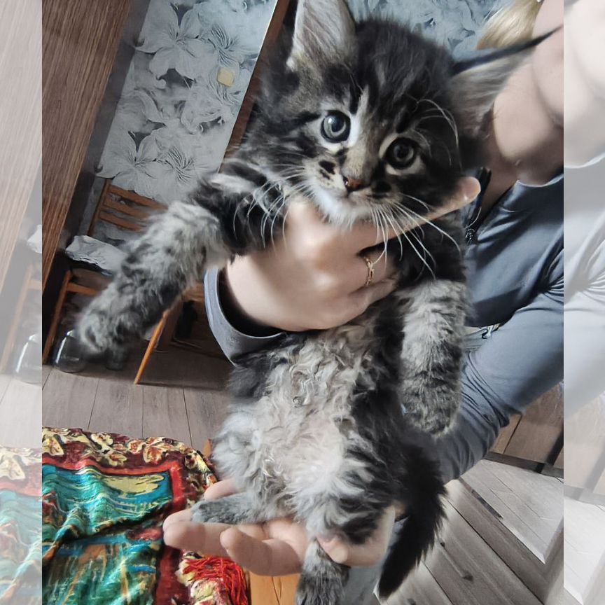 Мейн-кун котёнок
