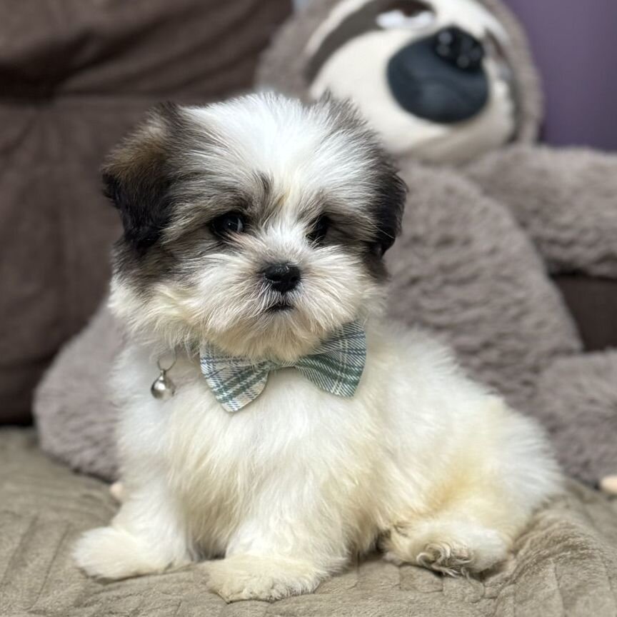 Мальтипу, щенок