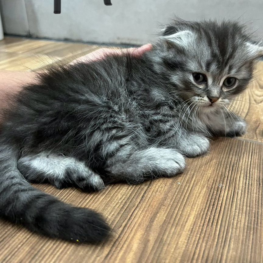 Британские котята