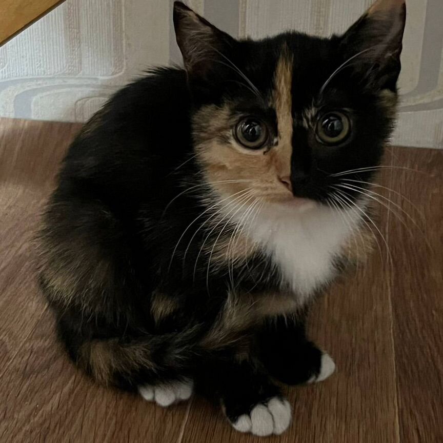 Отдам в добрые руки котёнка