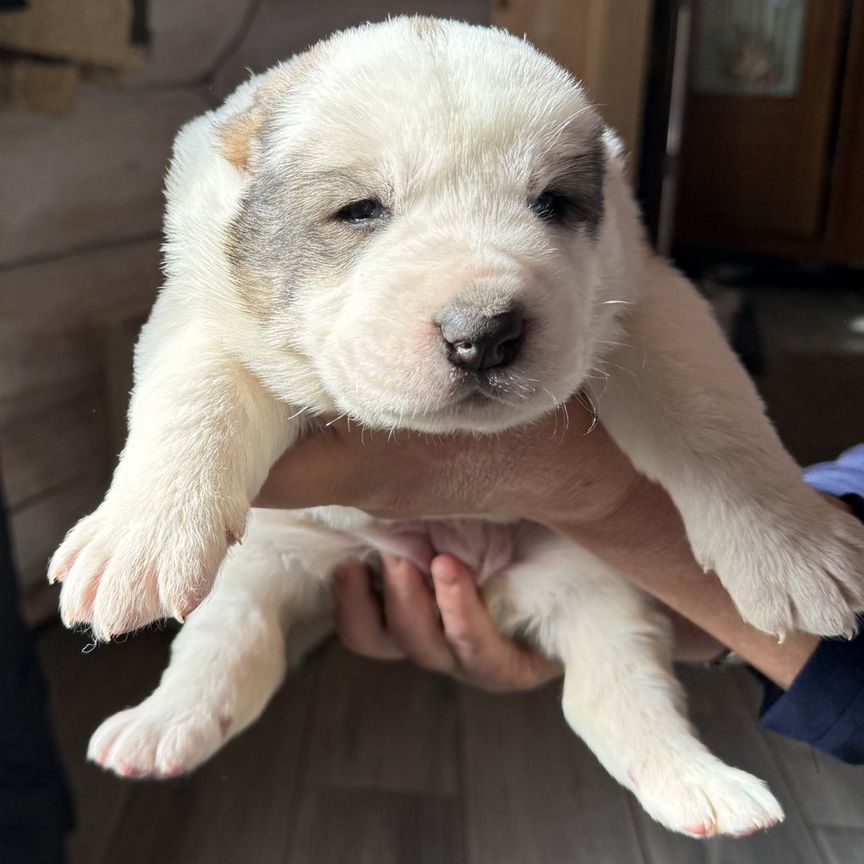 Среднеазиатская овчарка, щенок