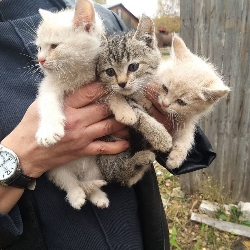 Котята