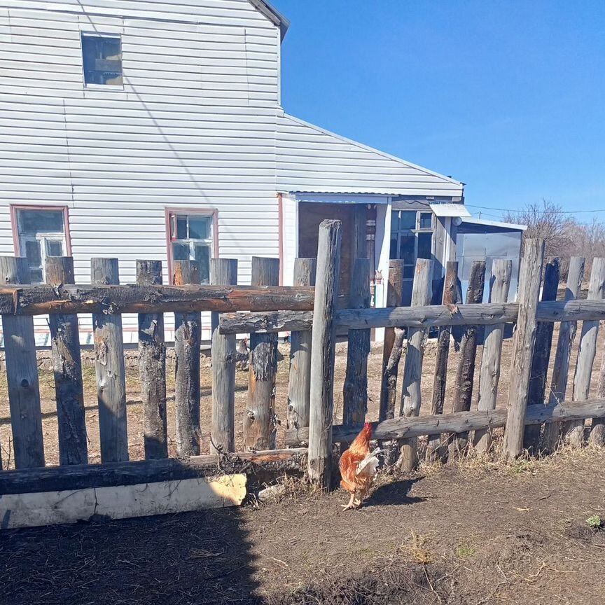 Петушок