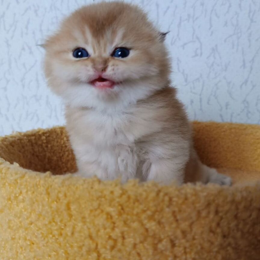Шотландский вислоухий короткошёрстный котёнок