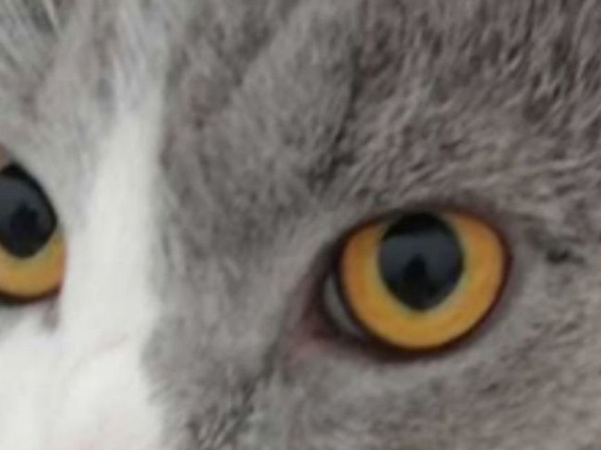 Ласковая Ксюша сидела всугробах у трассы/загородом