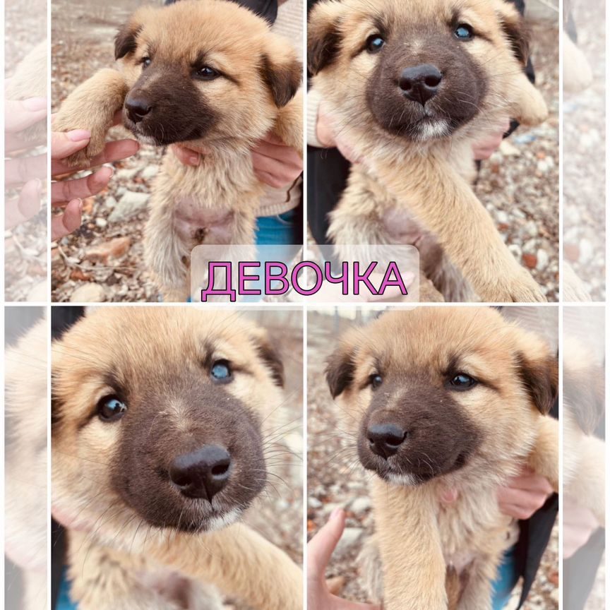 Малыши ищут дом