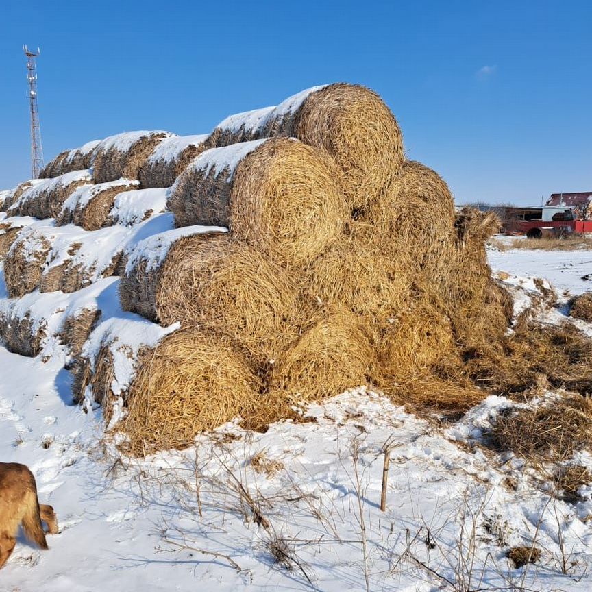 Солома в рулонах