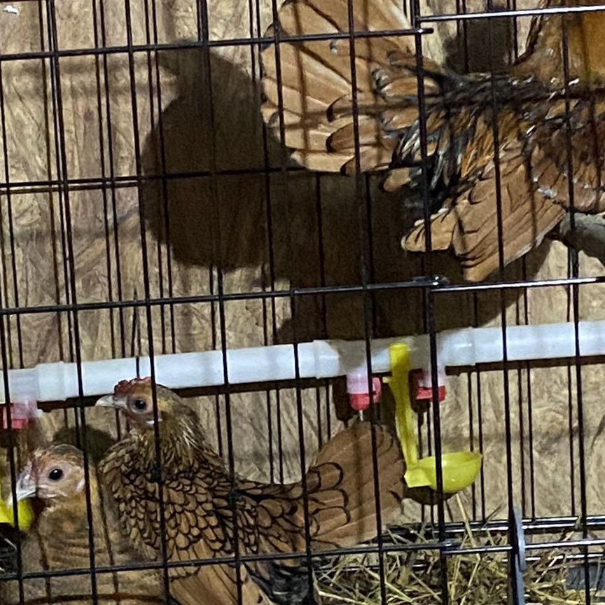 Куры сибрайт