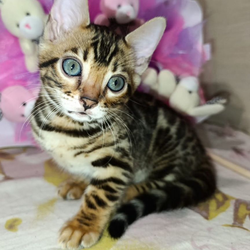 Бенгальские котята