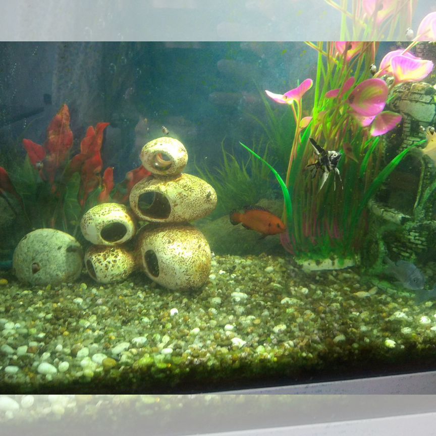 Хемихромис