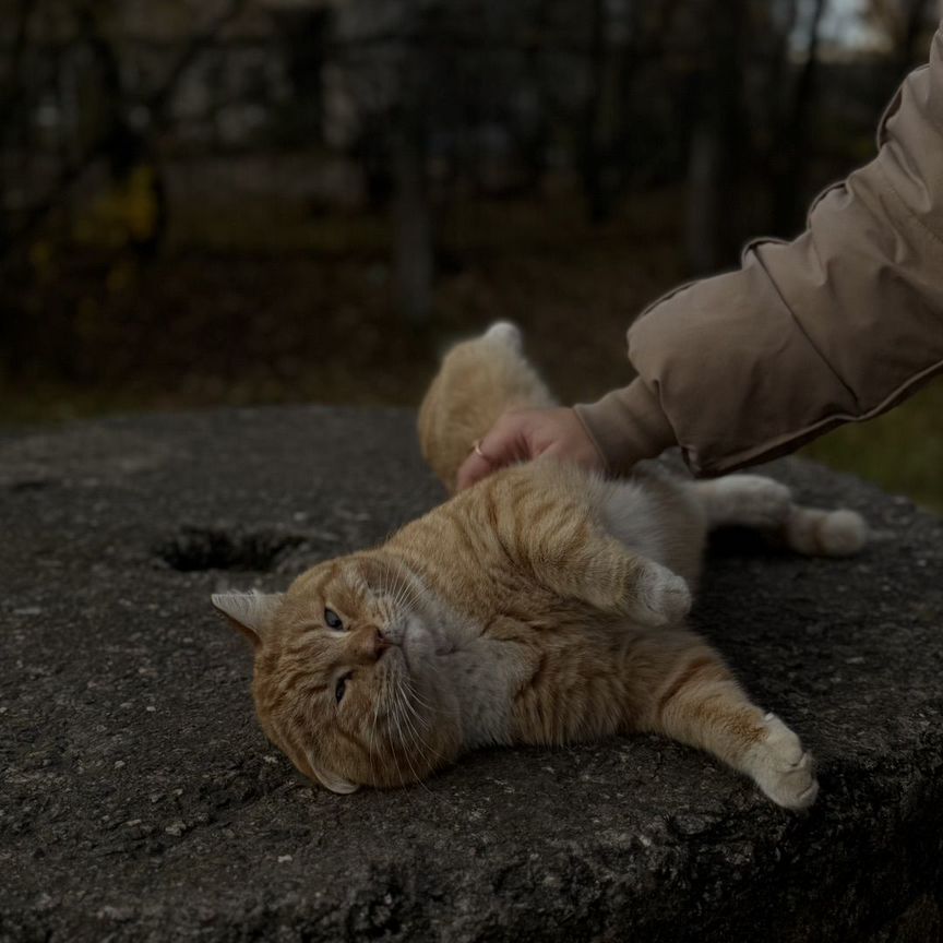 Рыжий кот ищет дом