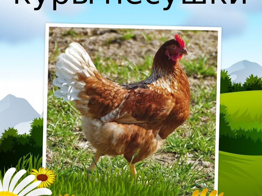 Куры несушки