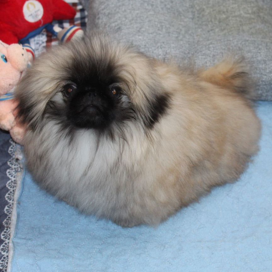 Пекинес, щенок