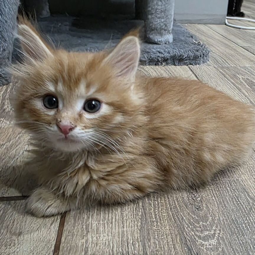 Мейн-кун котёнок