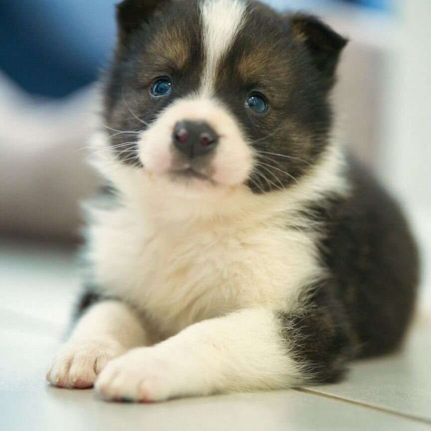 Коржик хочет домой