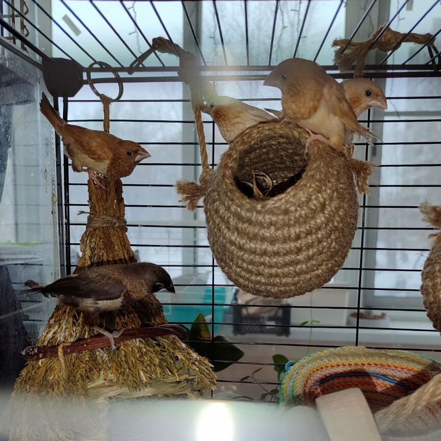 Японские амадины