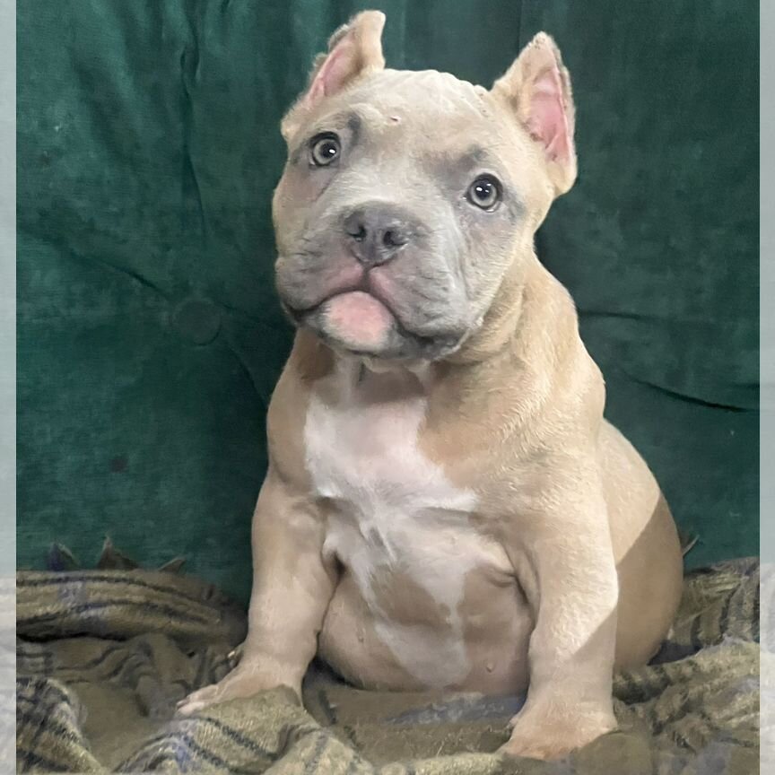 Американский булли, щенок
