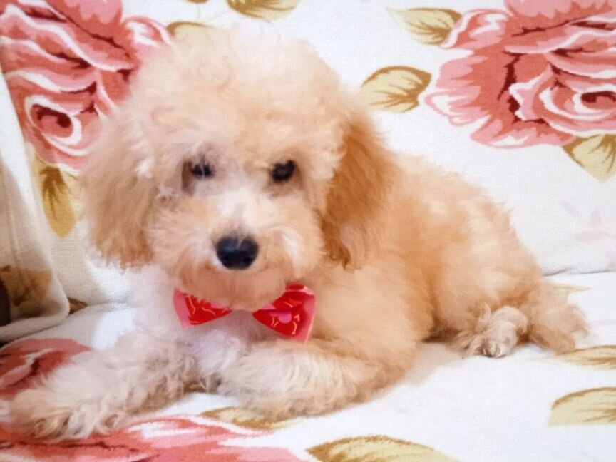 Верные друзья (дев. и мал карликовый пудель)