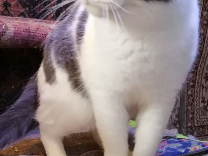 Кошка Тиффани давно в Приюте