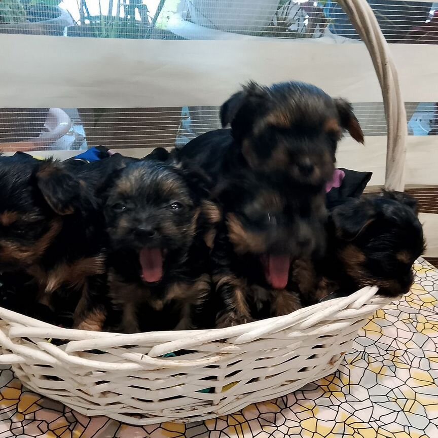 Йоркширский терьер, щенок