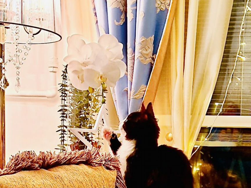 Полупушистый котенок в добрые руки
