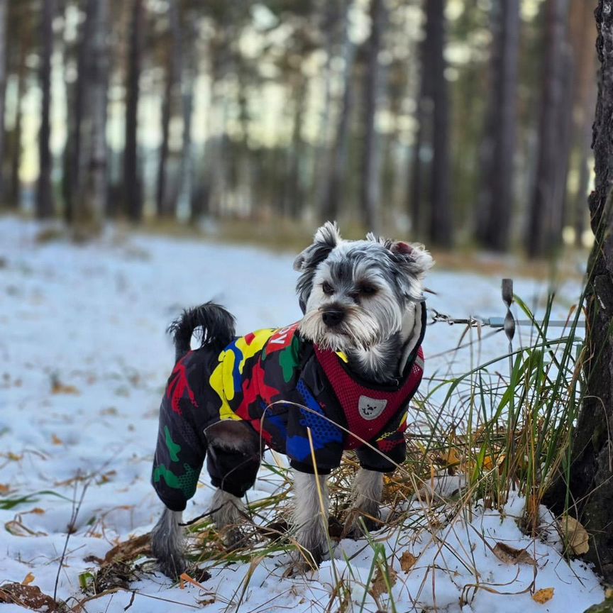 Йоркширский терьер стандарт. Вязка