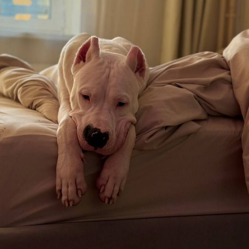 Аргентинский дог, щенок