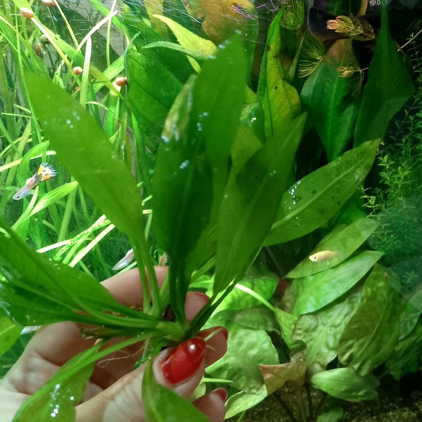 Аквариумное растение Эхинодорус Амазонка
