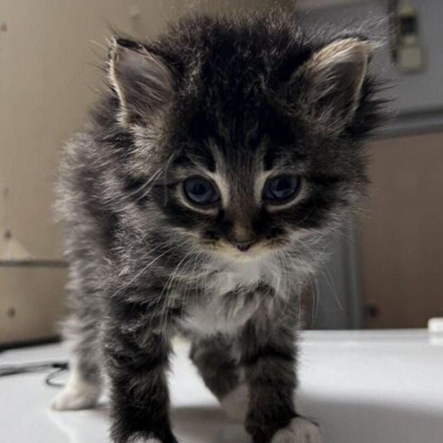 Котенок Кэсси ищет себе дом
