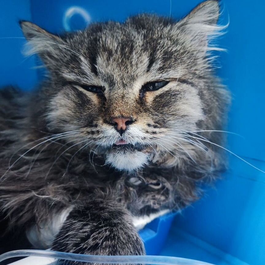 Котику нужна семья