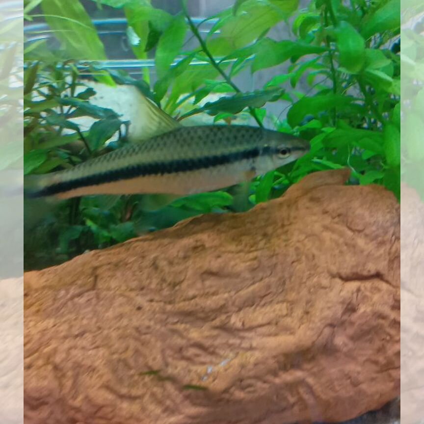 Сиамский водорослеед рыбки