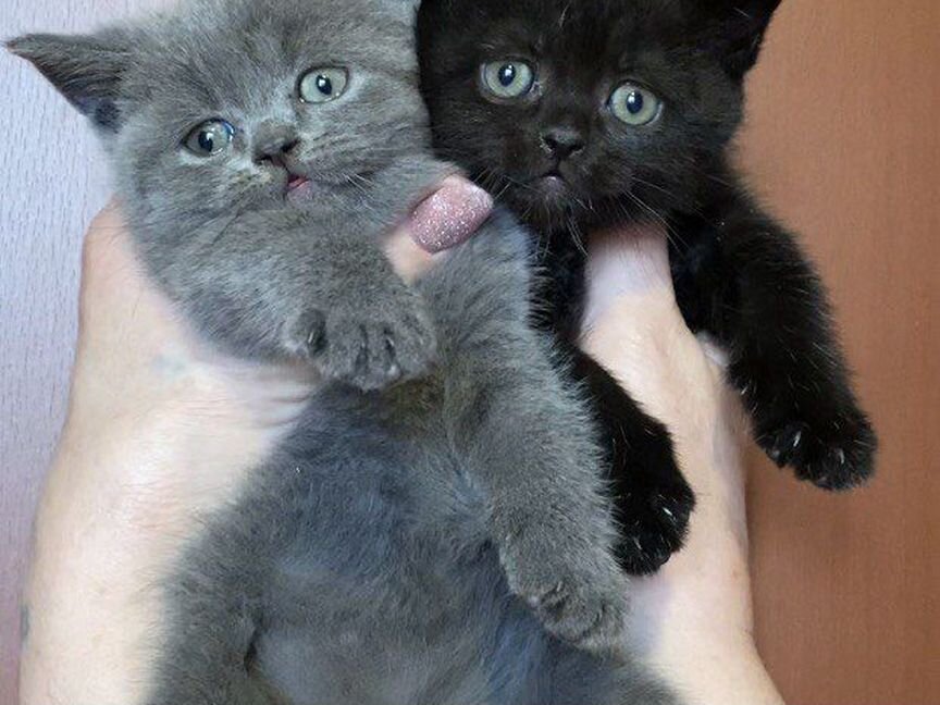 Шотландские котята