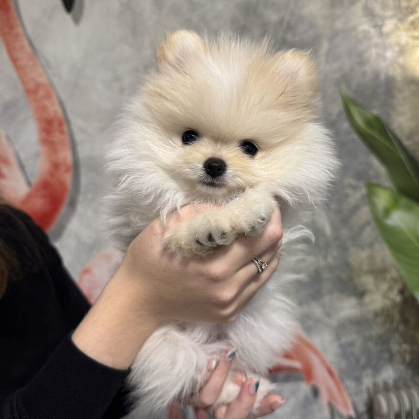 Померанский шпиц мини