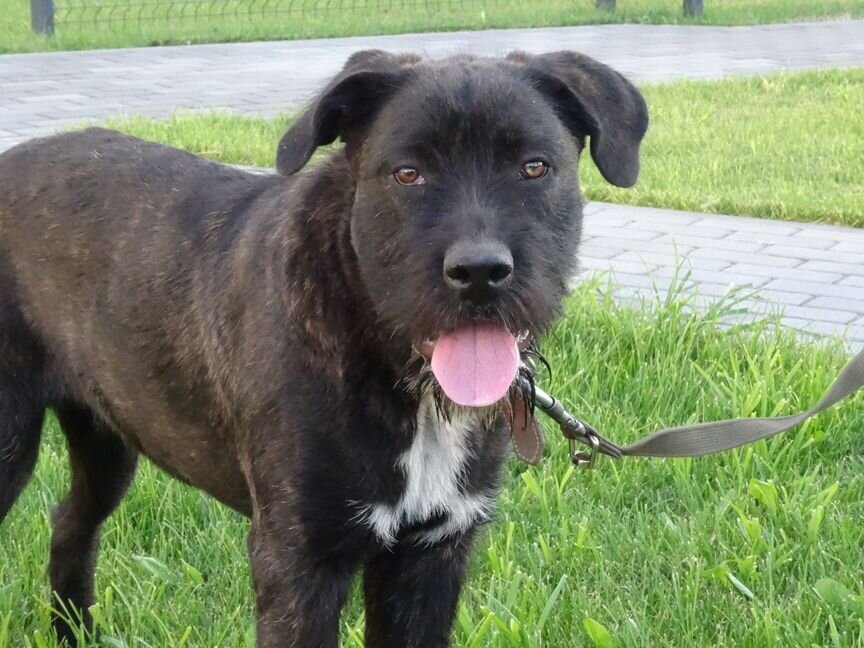 Отдам в добрые руки