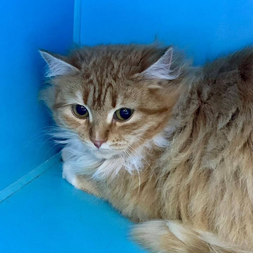 Мандаринка,котёнок ещё,спасите от улицы