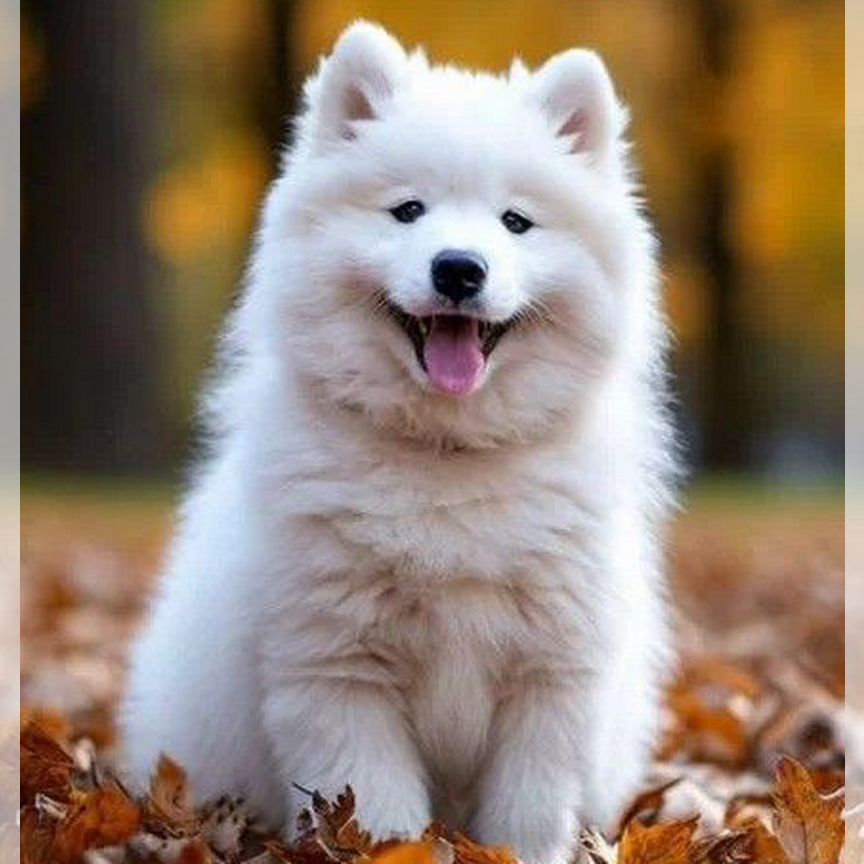 Белые самоедики