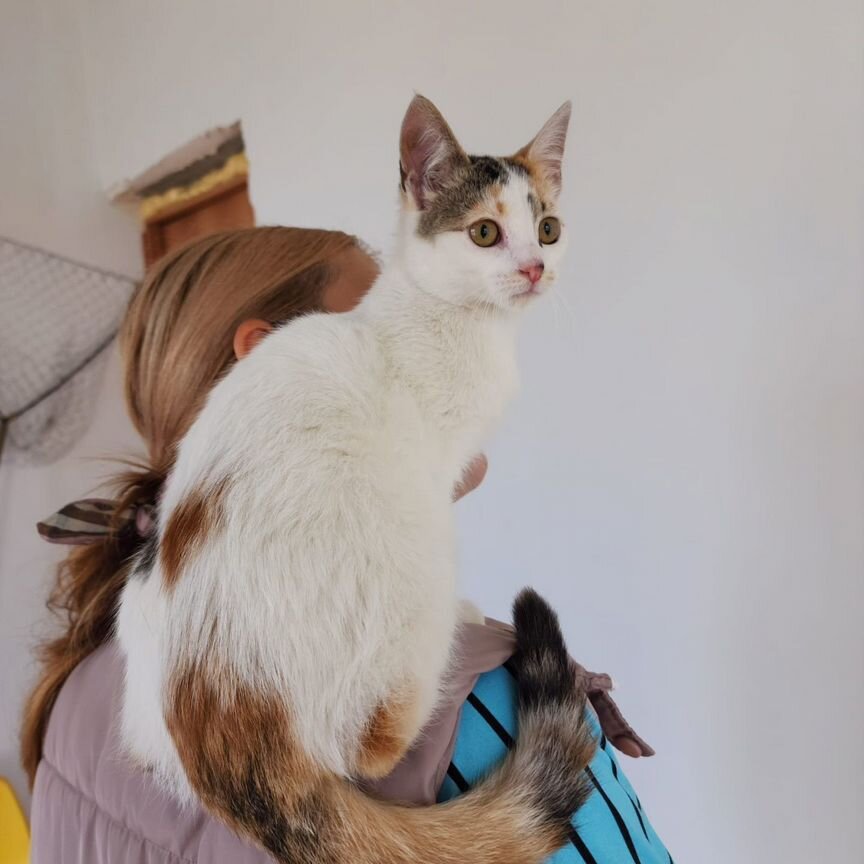 Выбросили котенка