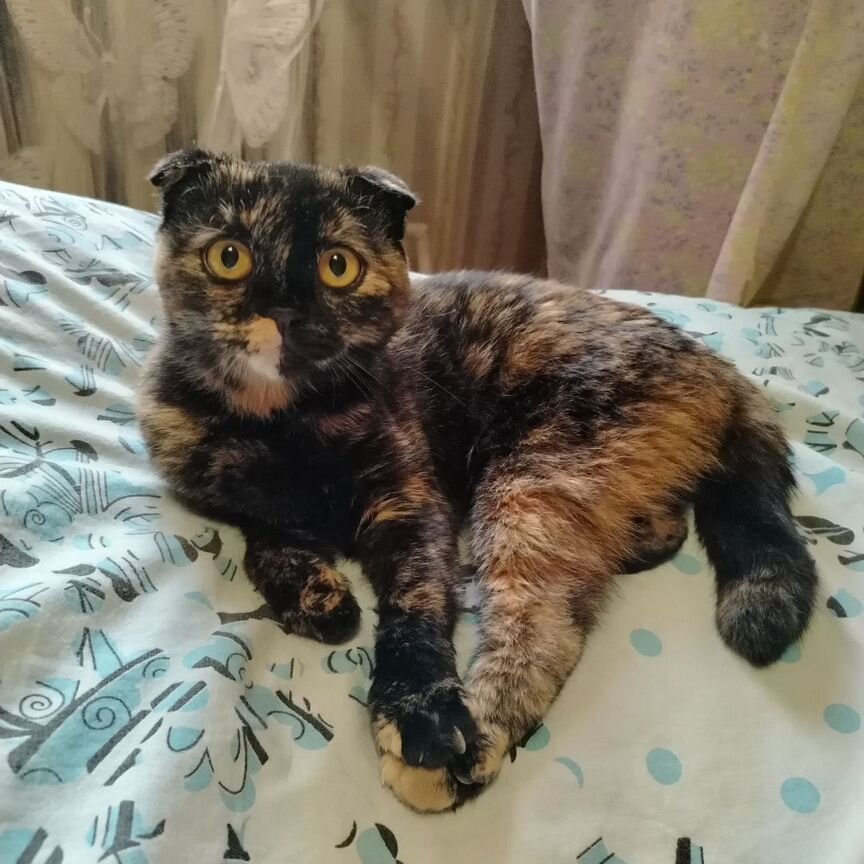 Кошки вислоухие