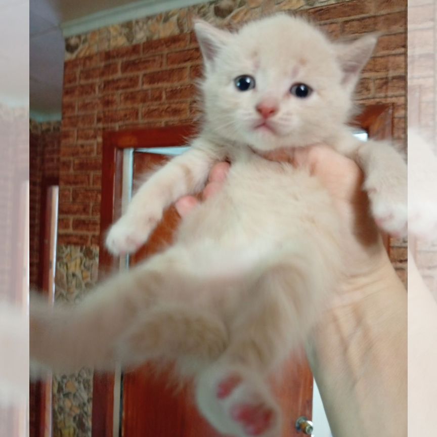 Шотландский вислоухий короткошёрстный котёнок