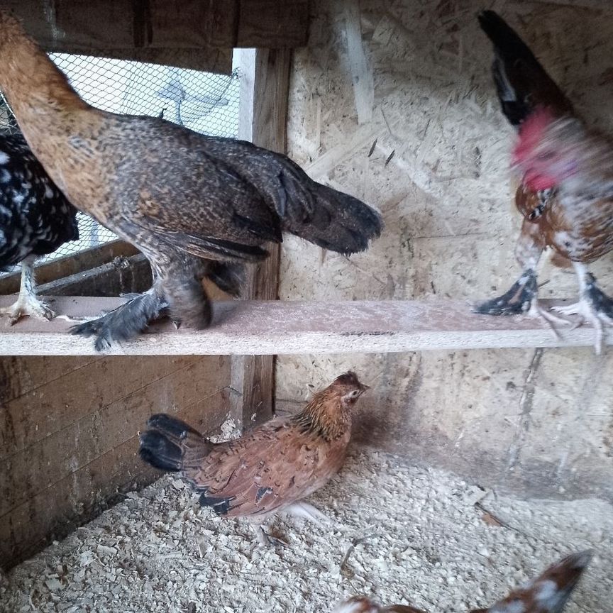 Цыплята, Петушки, курочки