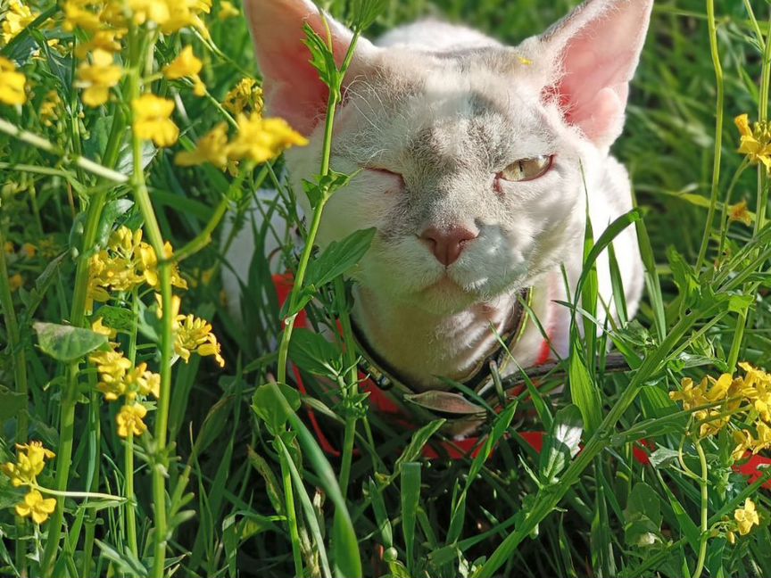 Котик в разведение