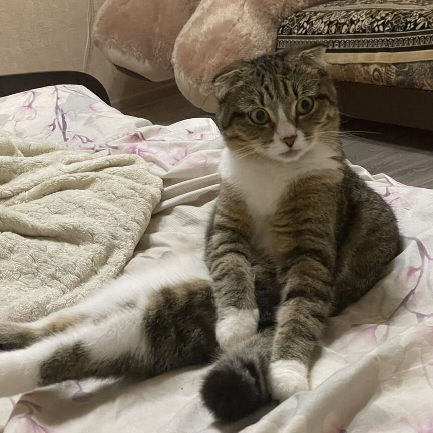 Шотландская вислоухая длинношёрстная кошка, взрослая