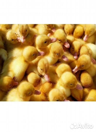 Утята стар 53