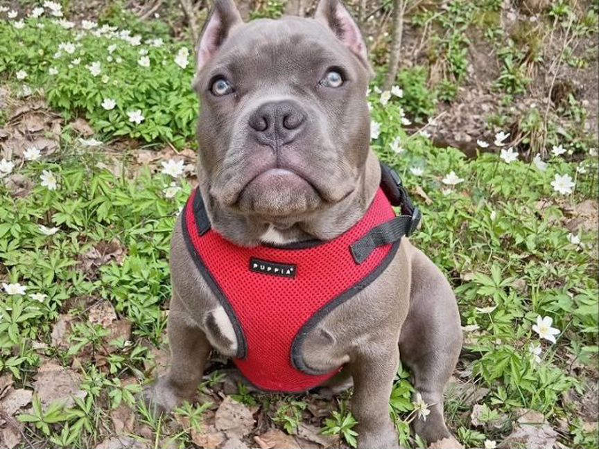 Американский булли покет вязка