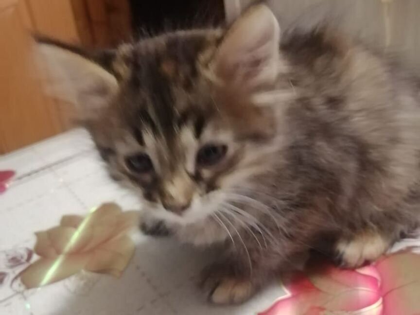 Кошка