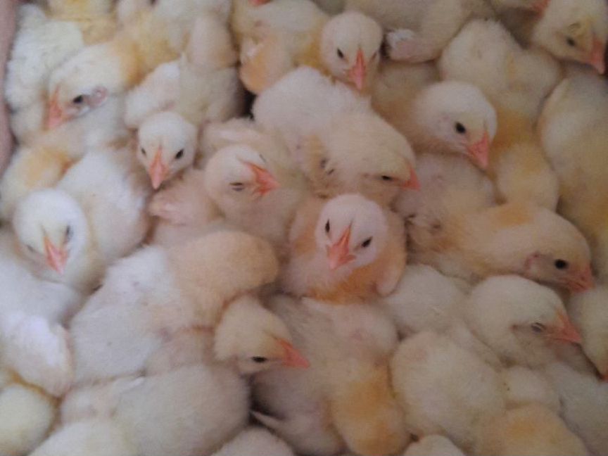 Бройлер подрощенный