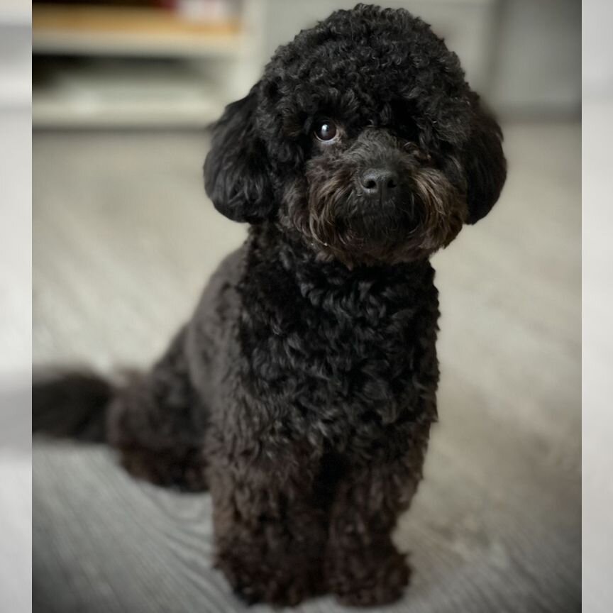 Карликовый пудель, щенок